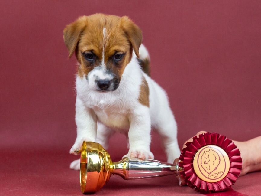 Джек Рассел терьер Лайт Брокен