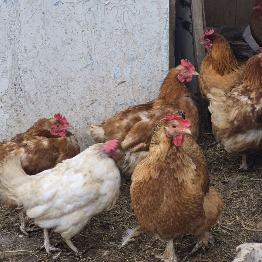 Куры домашние