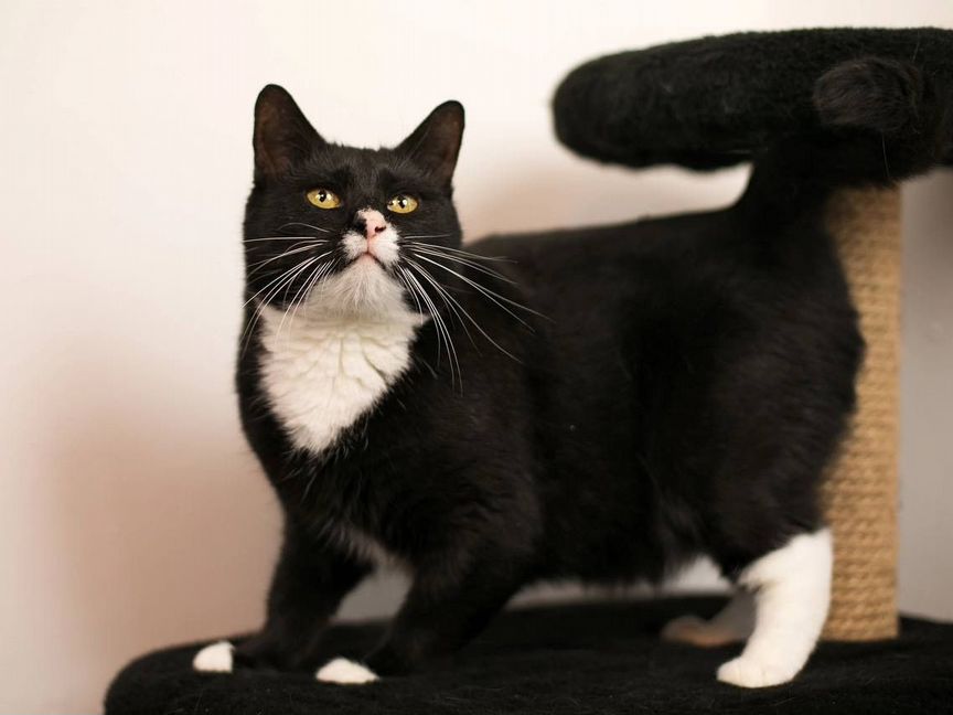 Коротколапая кошка Гаечка