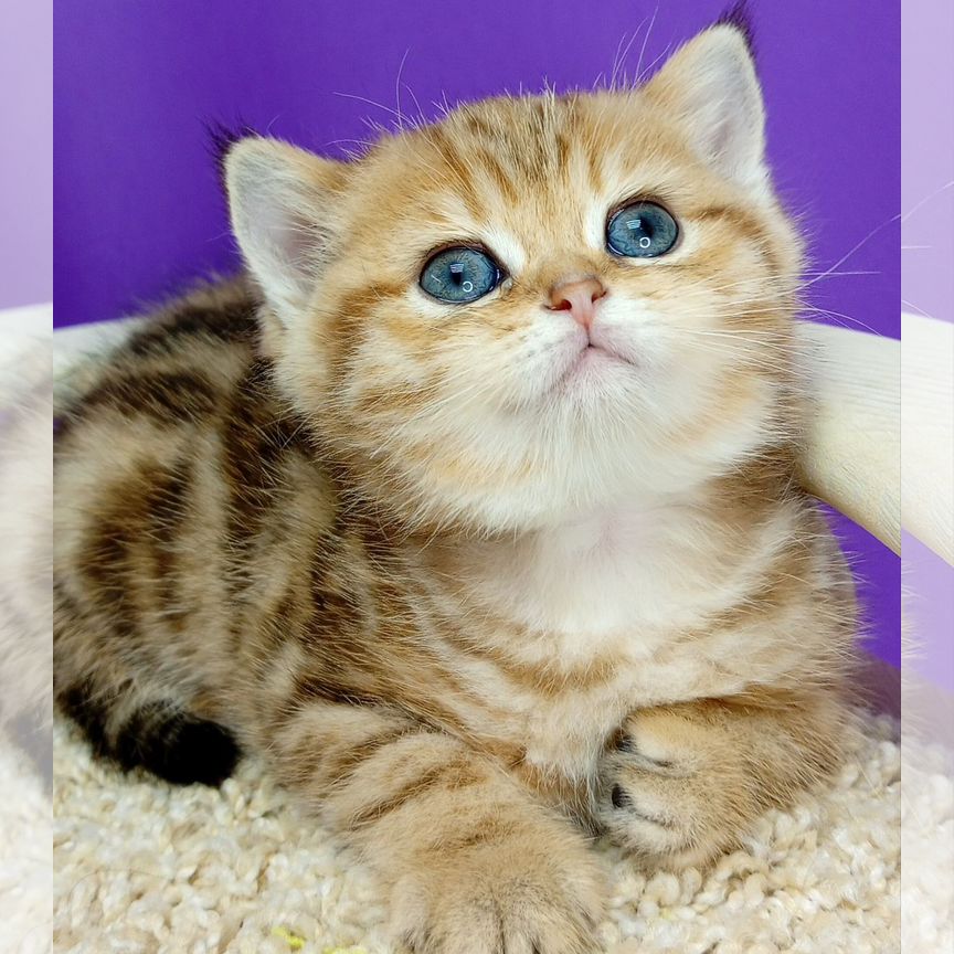 Шотландский прямоухий короткошёрстный котёнок