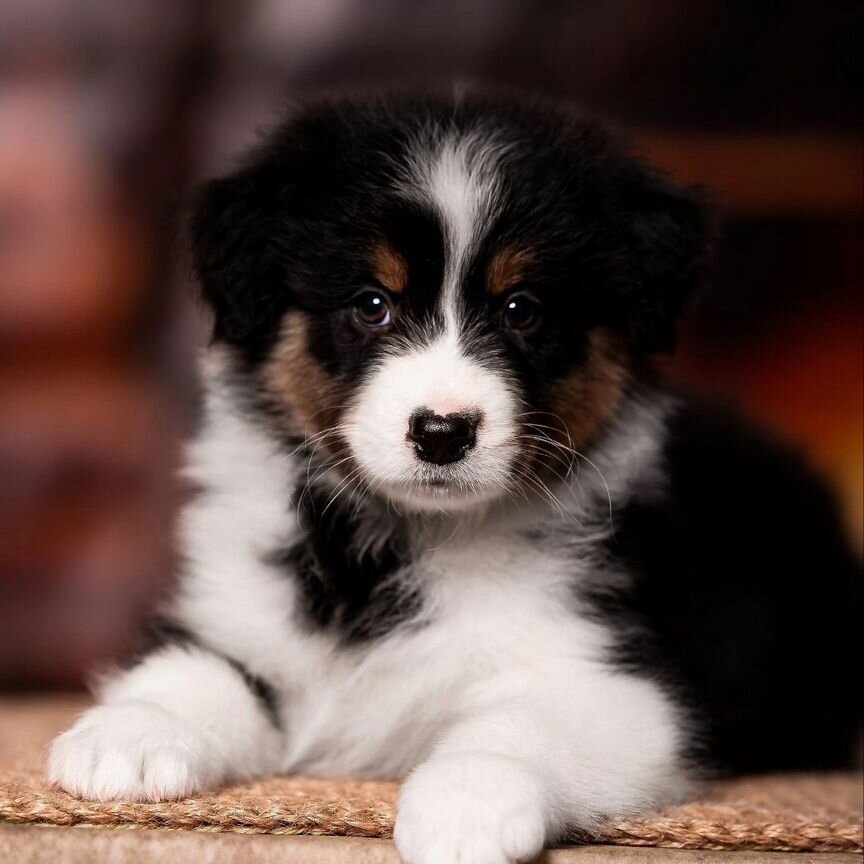 Щенки австралийской овчарки