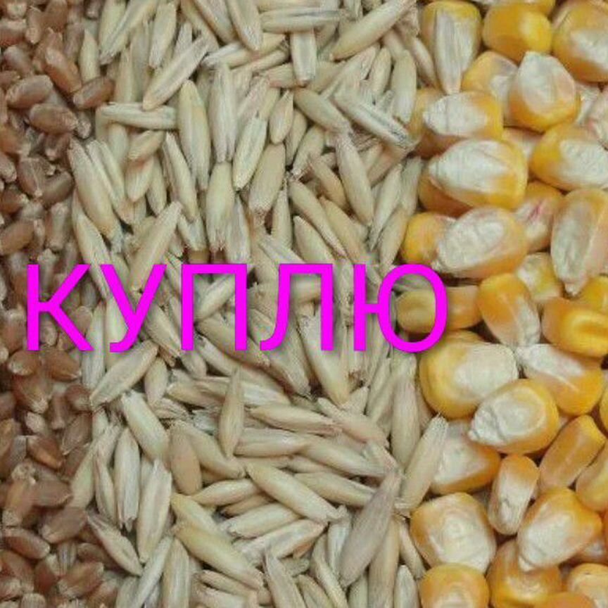 Пшеница, лен