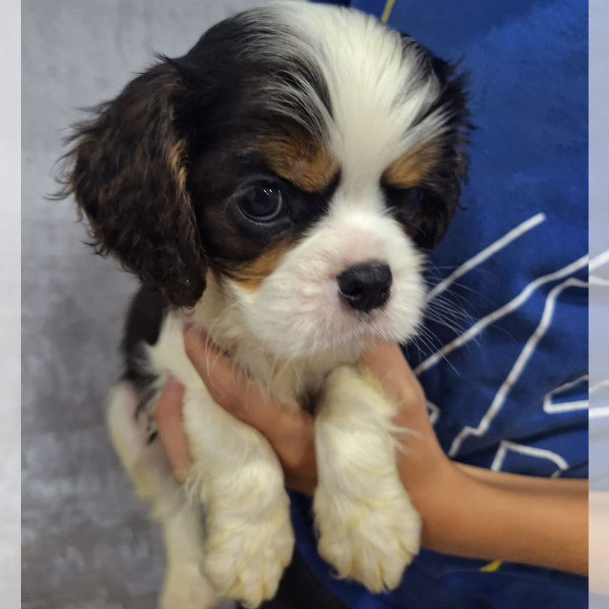 Кавалер кинг чарльз спаниель