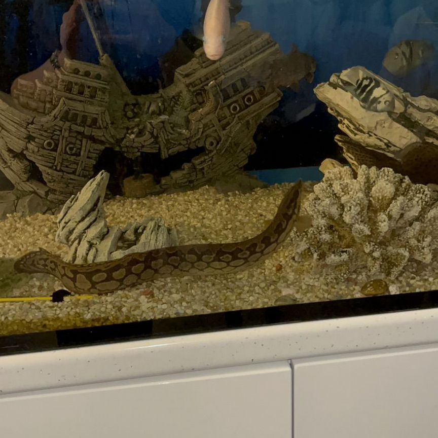 Мастацембел