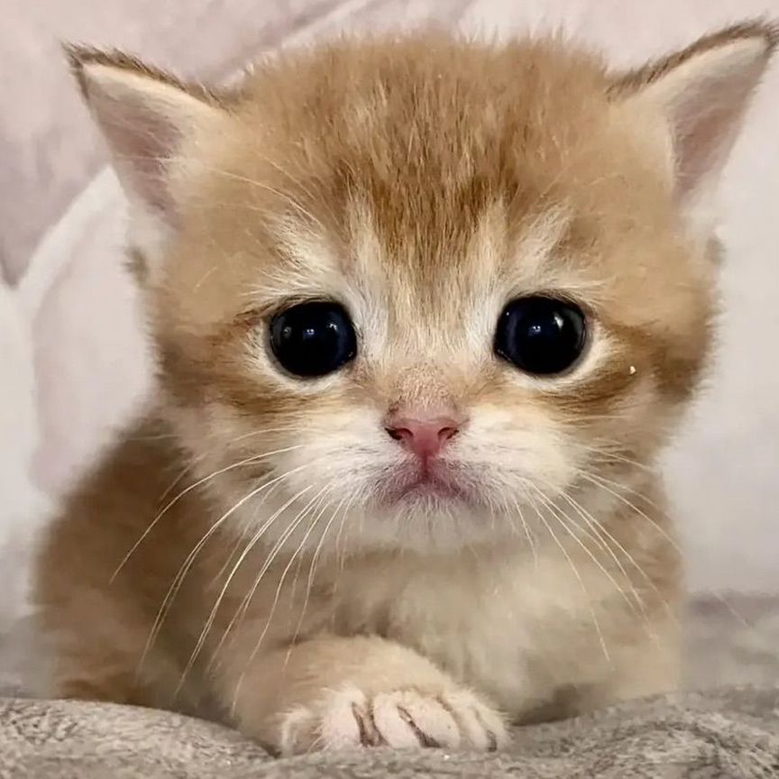 Британский короткошёрстный котёнок