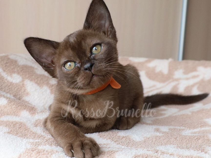 Бурманские котята с документами WCF