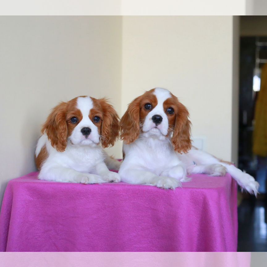 Кавалер Кинг Чарльз спаниель