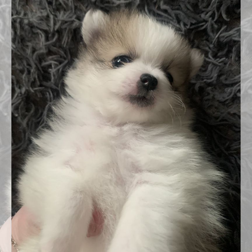 Померанский шпиц, щенок