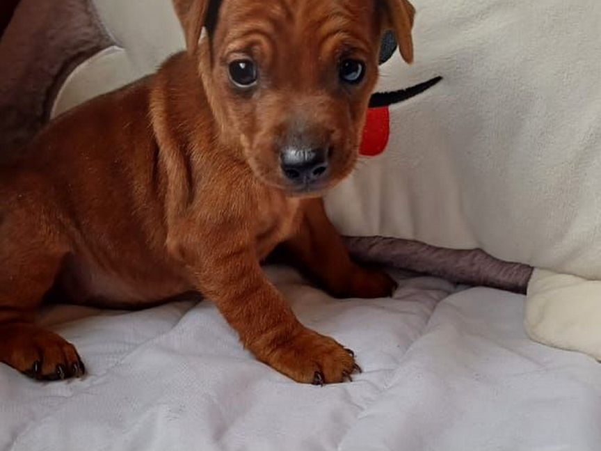 Щенок цвергпинчера