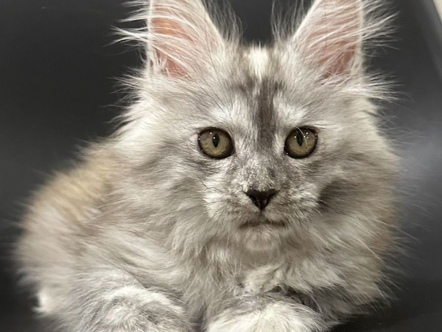 Мейн-кун дымная девочка