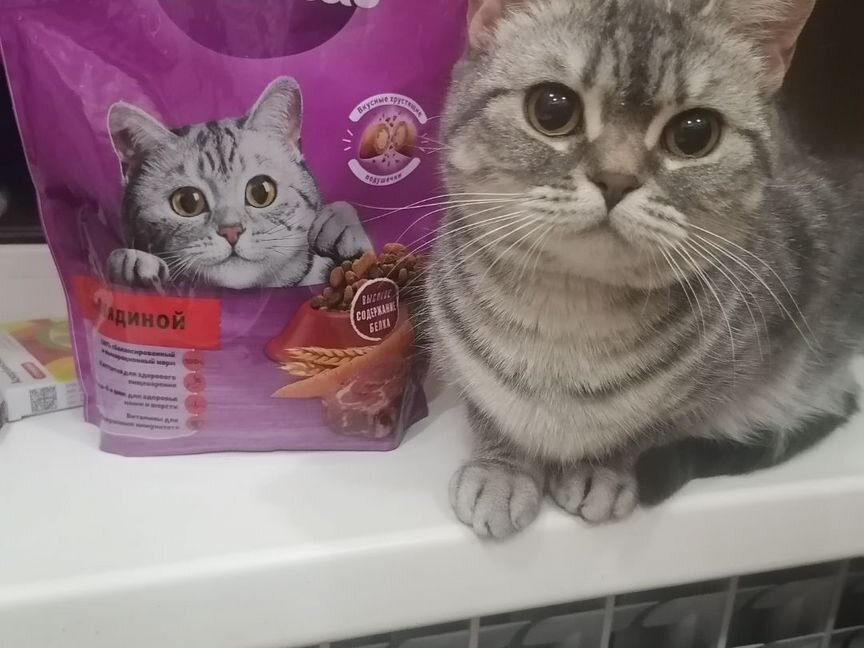 Шотландская прямоухая кошка