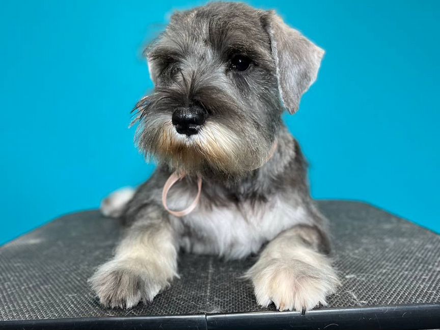 Цвергшнауцер щенки