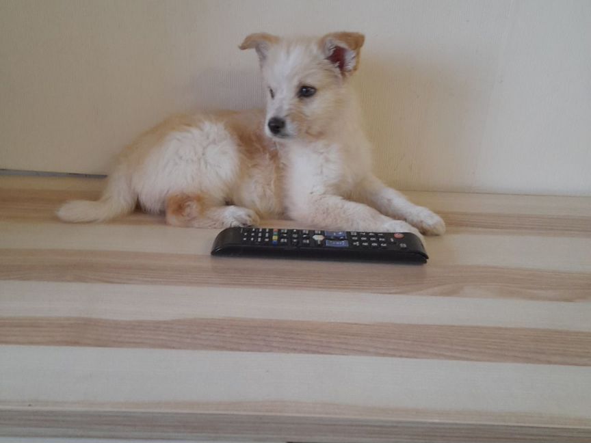 Добрые руки