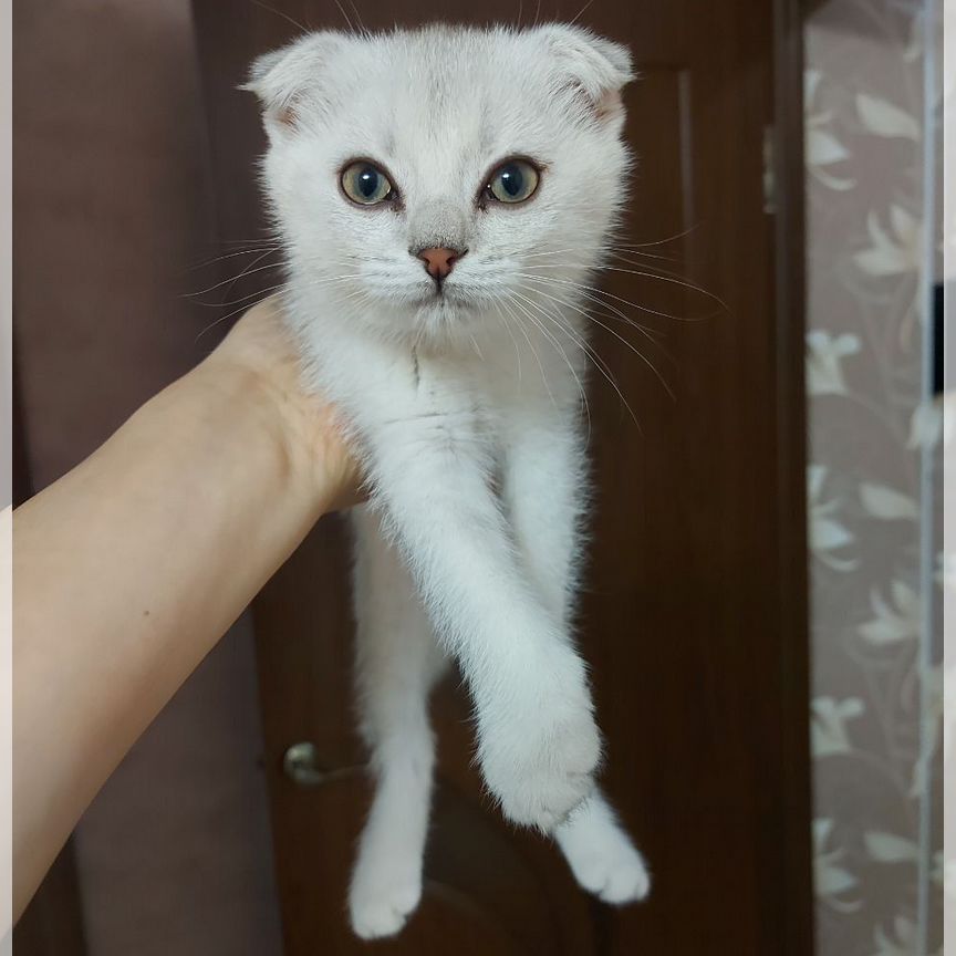 Шотландская вислоухая короткошёрстная, взрослая кошка