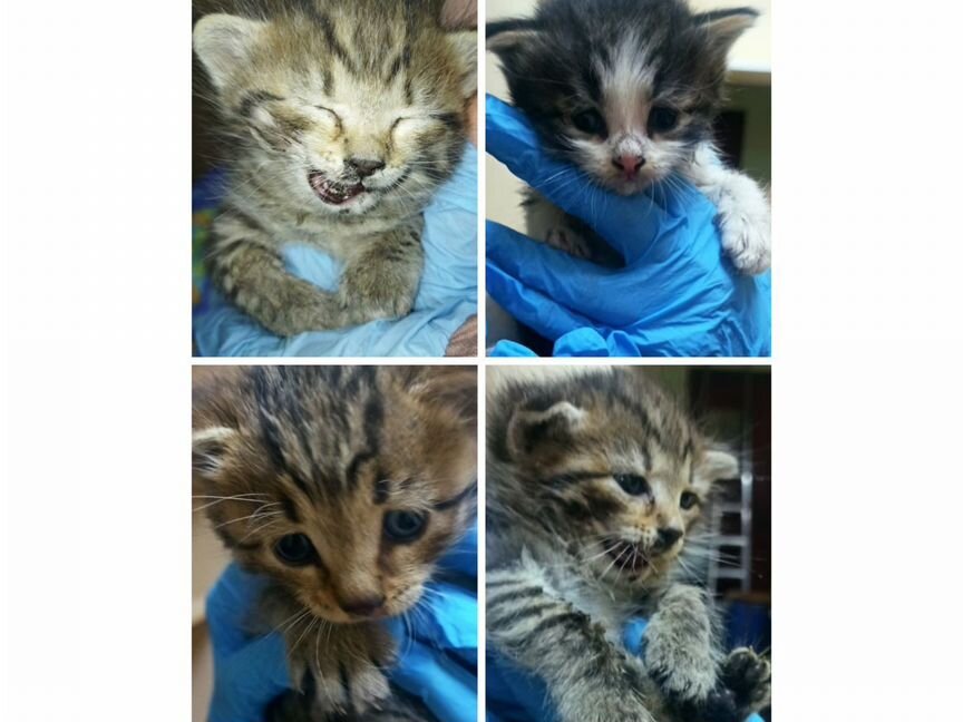 SOS выброшенные котята