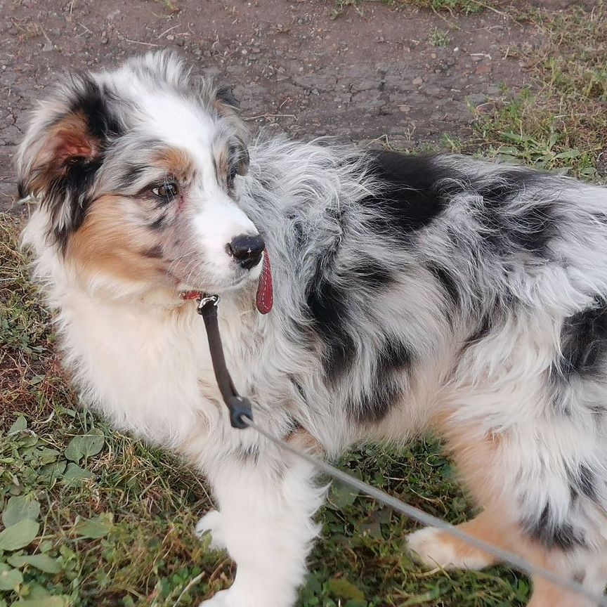 Продам щенка аусси