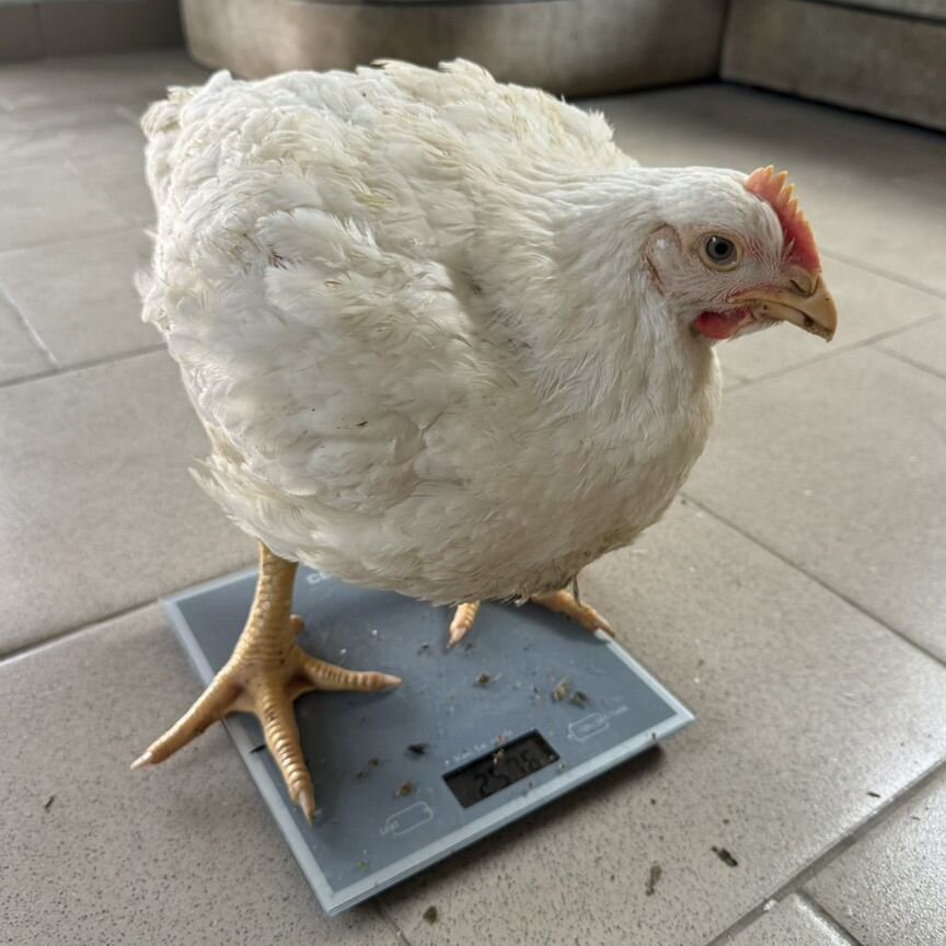 Бройлеры куры