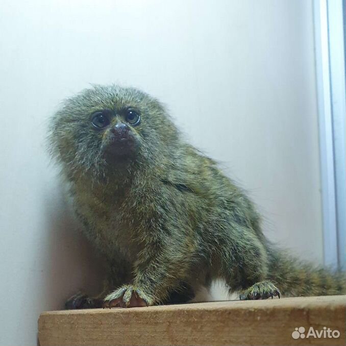 Карликовая обезьянка