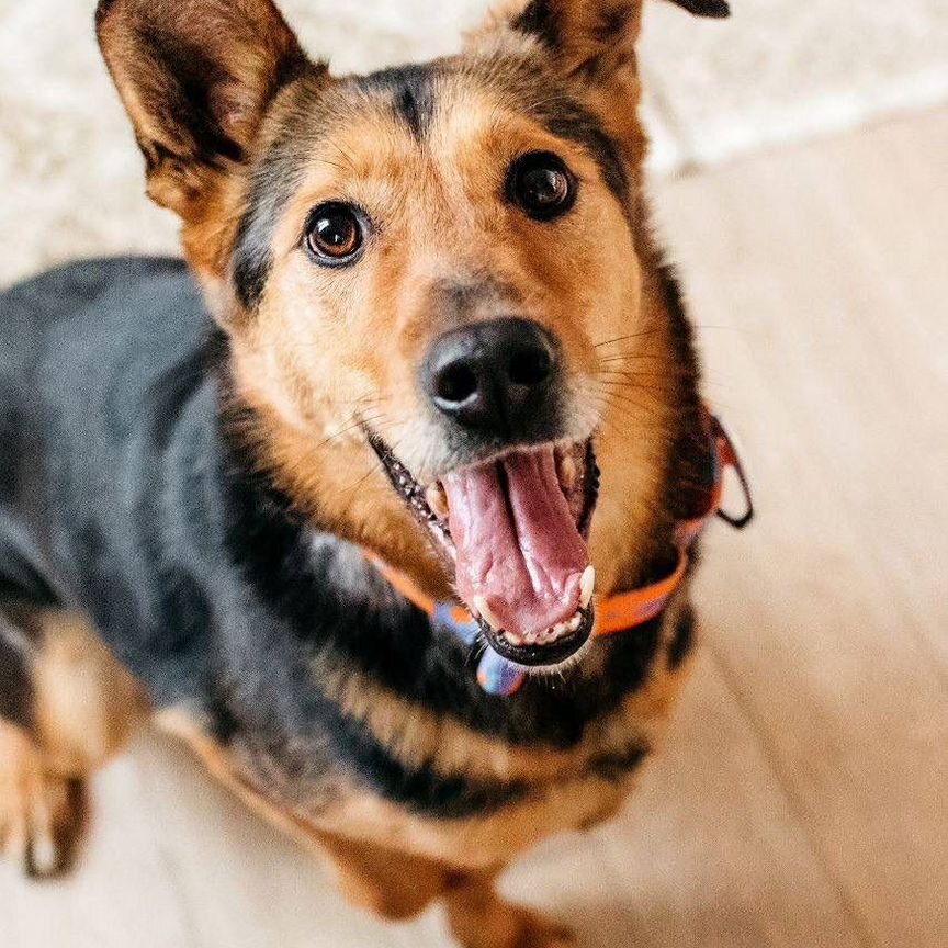 Взрослый пёс в добрые руки