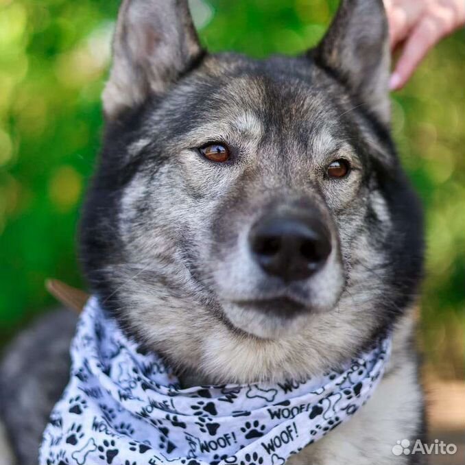 Собака Гром