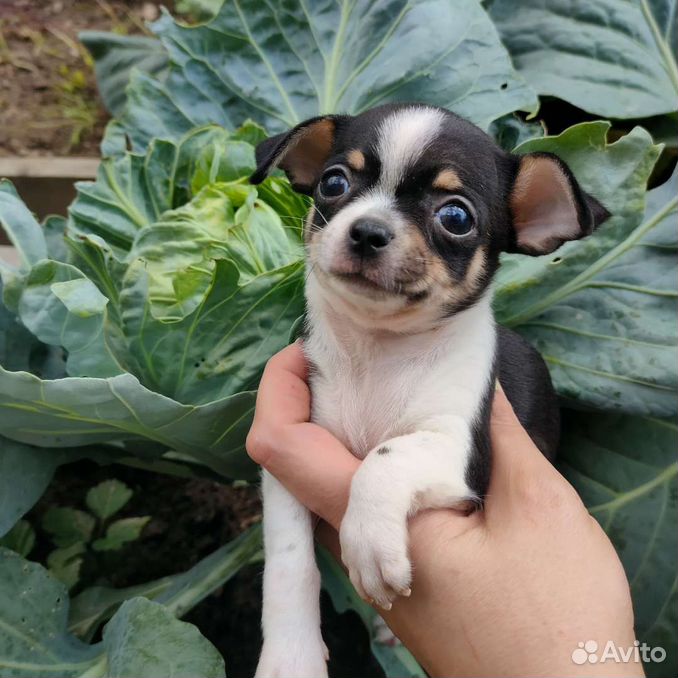 Чихуахуа Амурчик