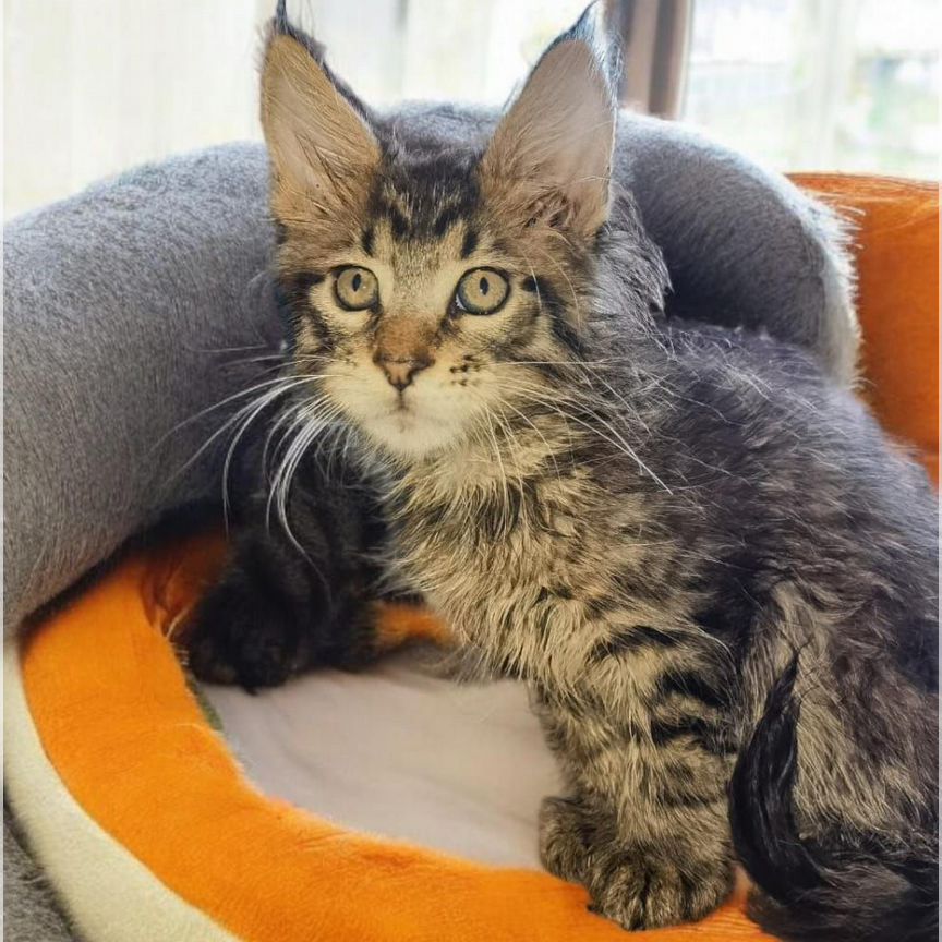 Мейн-кун котики