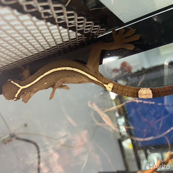 Полосатый геккон (Gekko vittatus)