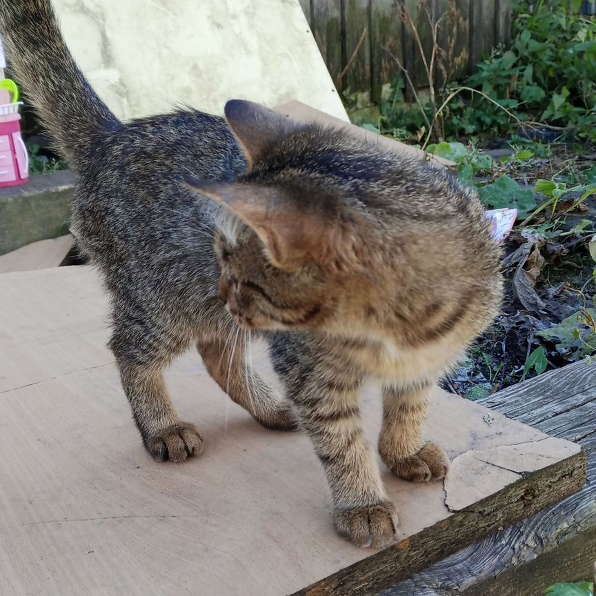 Котëнок мальчик