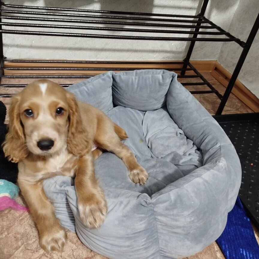 Русский охотничий спаниель, щенок