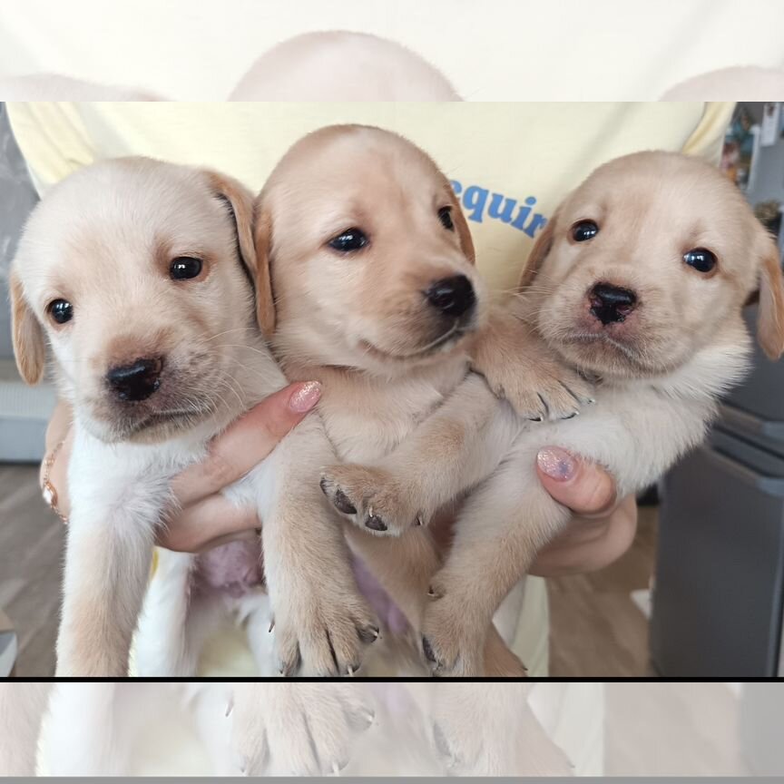 Лабрадор-ретривер, щенок