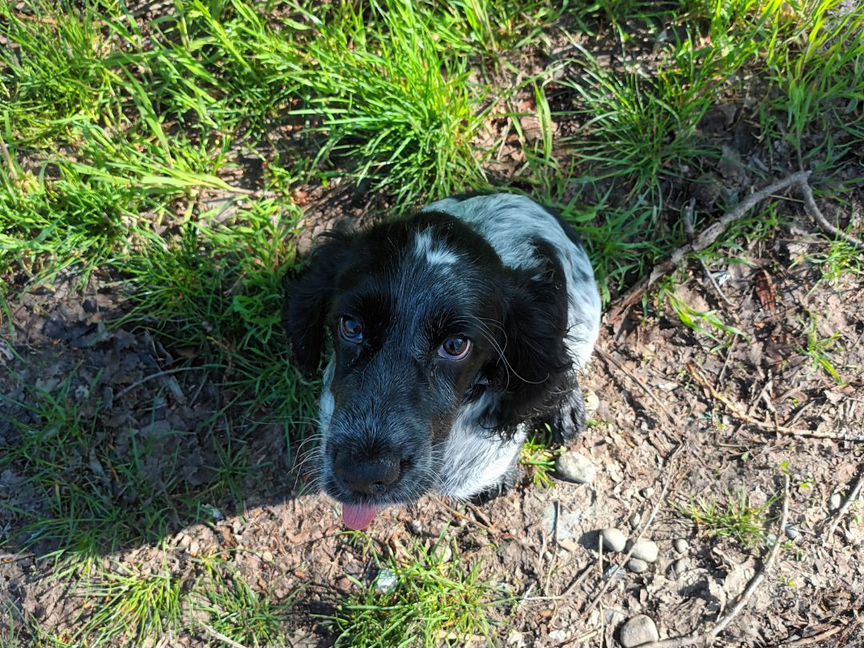 Щенки от спаниеля в добрые руки