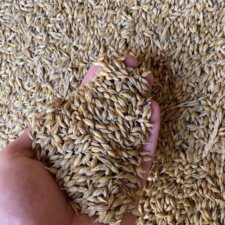 Зерно ячмень