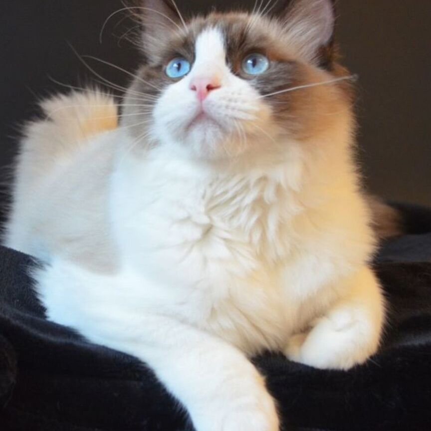 Самый добрый кот регдолл