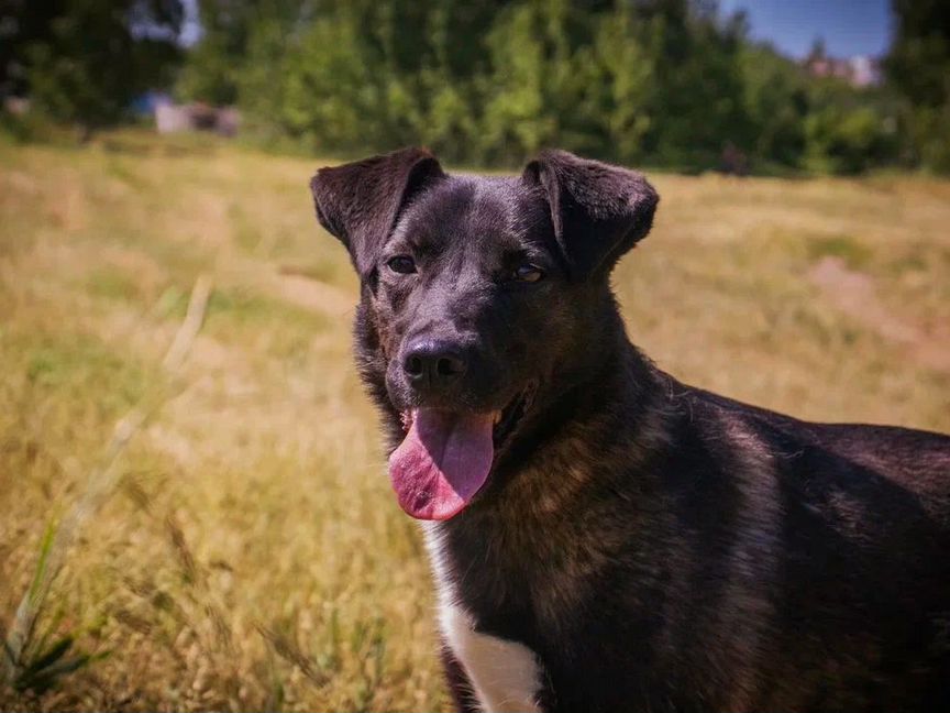 Спасите Еву из приюта
