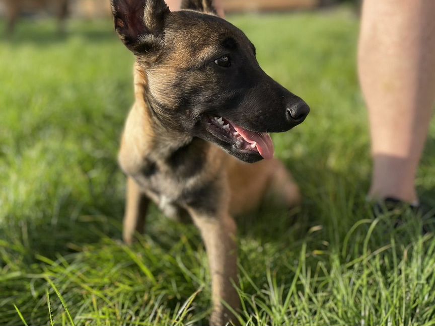 Бельгийская овчарка малинуа щенок