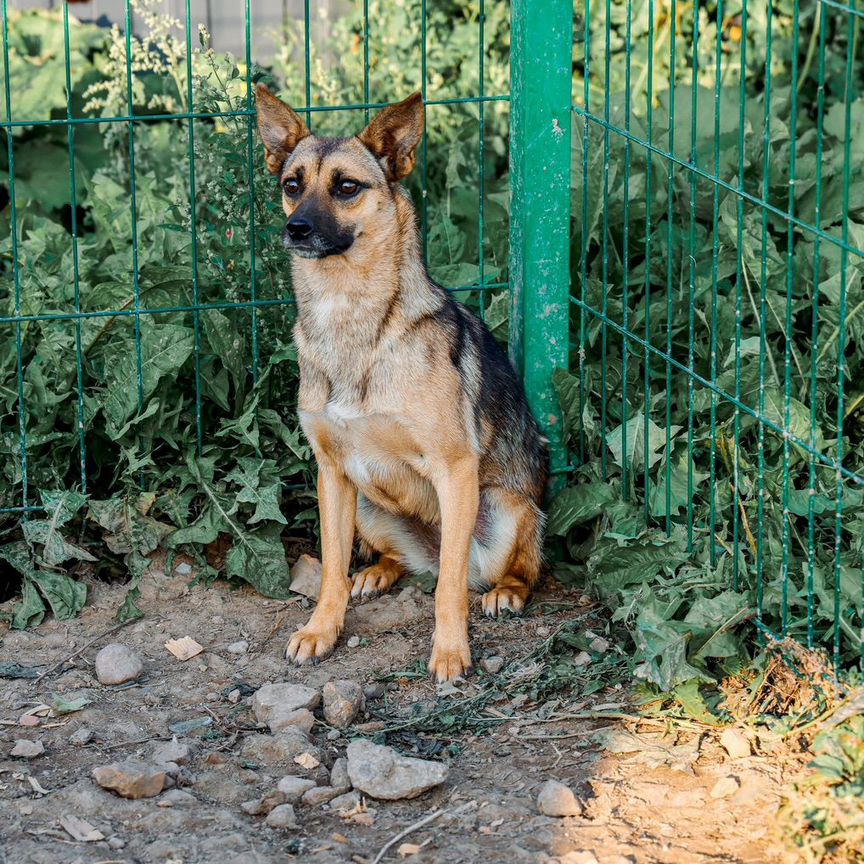 Собака девочка