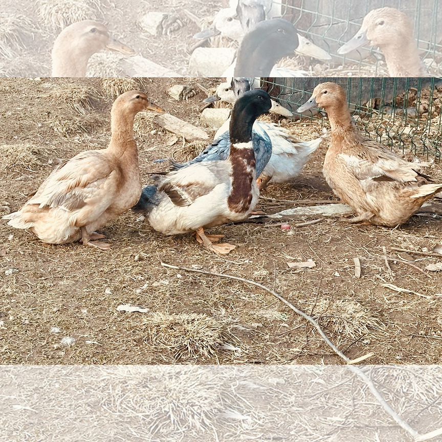 Руанская утка