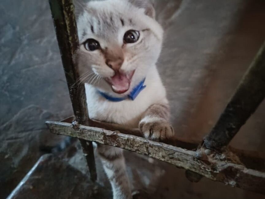 Котенок