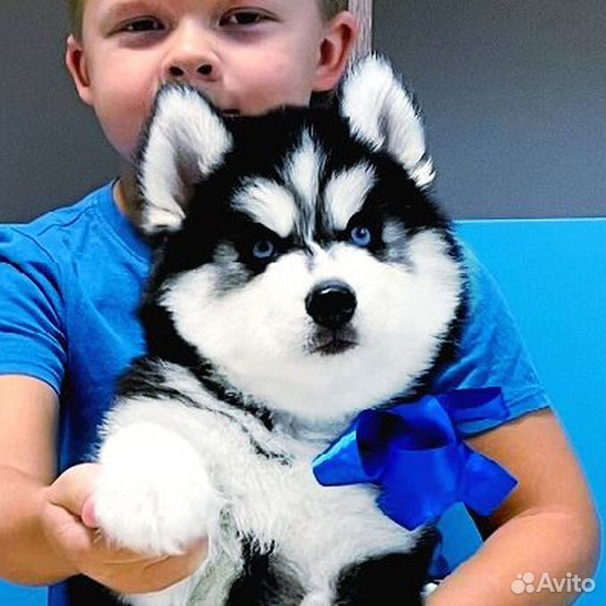 Супер Хаски Щеночки - Мега Красивые - для Вас )