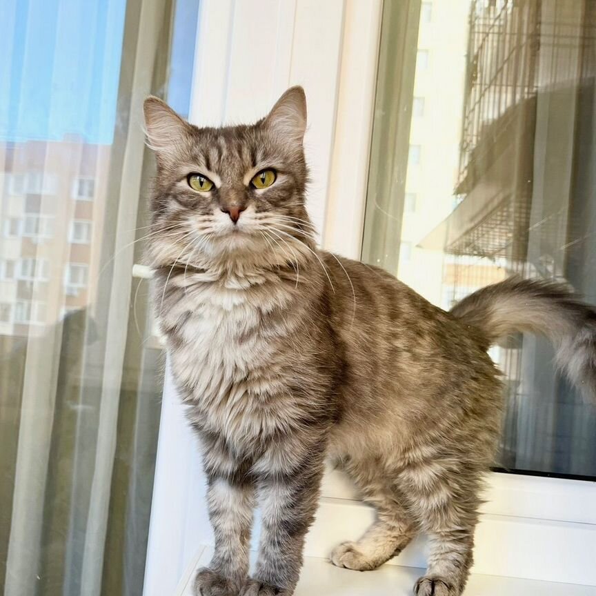 Пушистый кот Цезарь в добрые руки