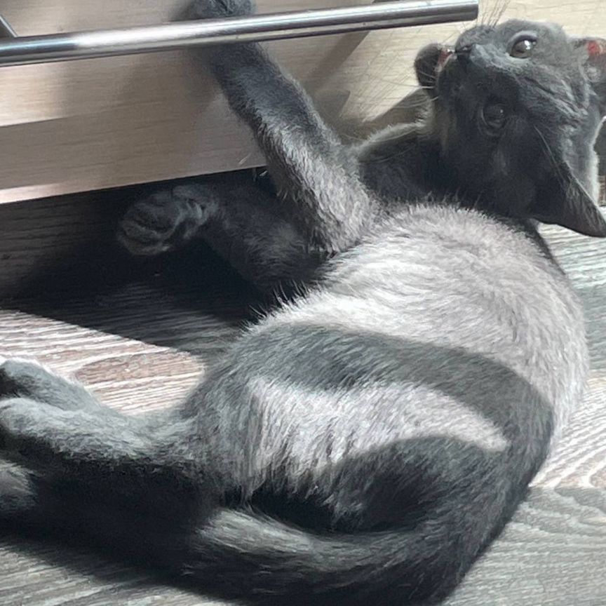 Британский короткошёрстный, взрослый кот