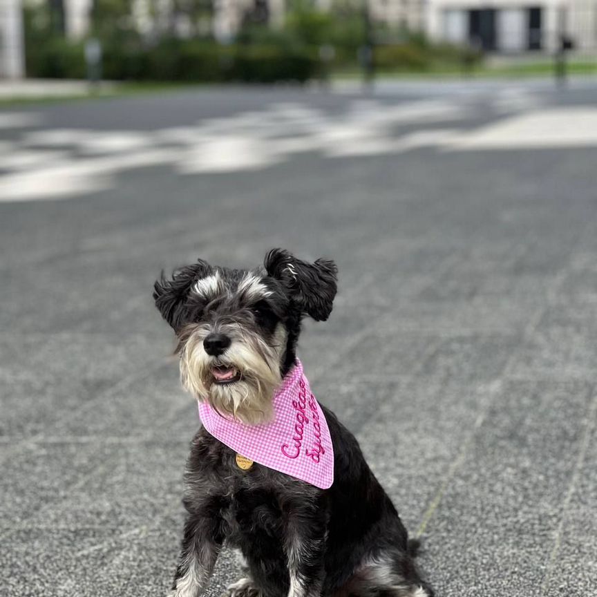 Бандана для собак