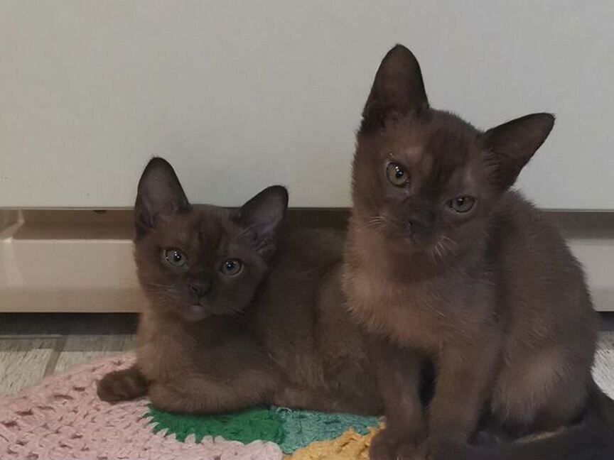 Бурманские котята