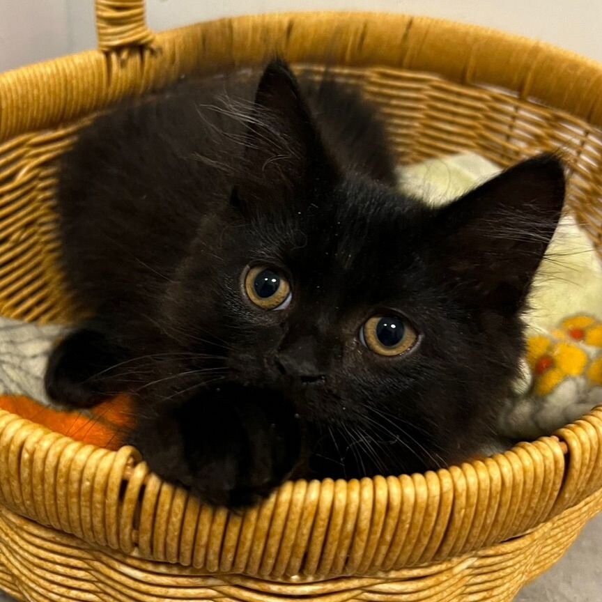 Котёнок от частного владельца