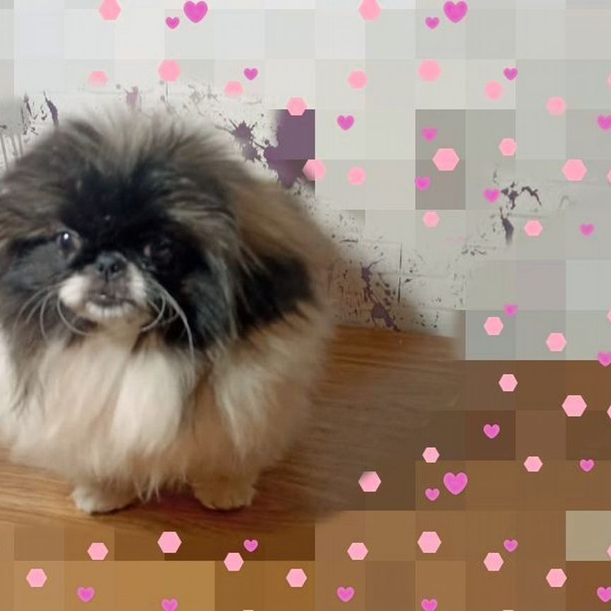 Мини пекинесочка