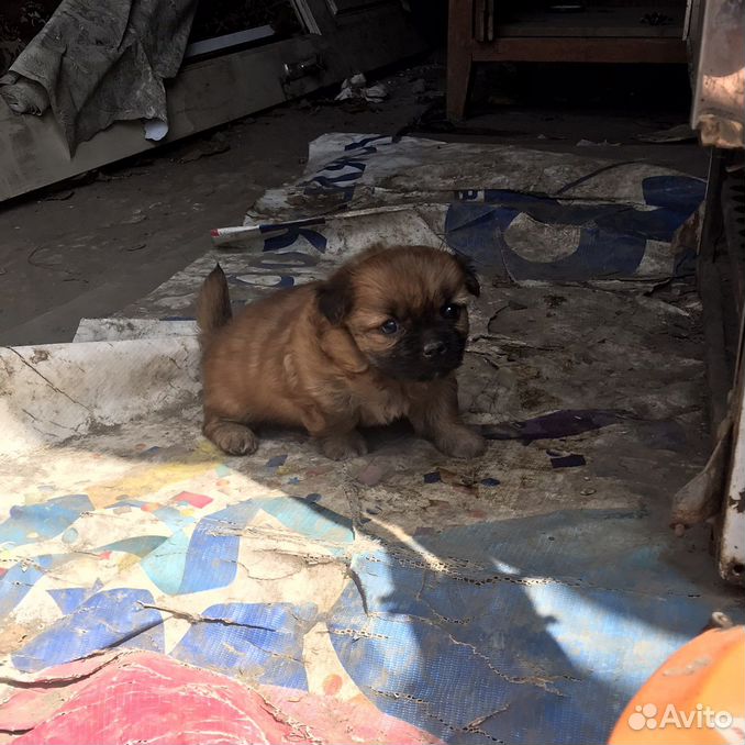 Собаки щенки пекинес