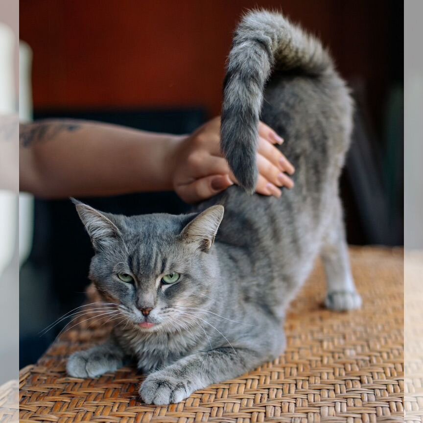 Котик в добрые руки