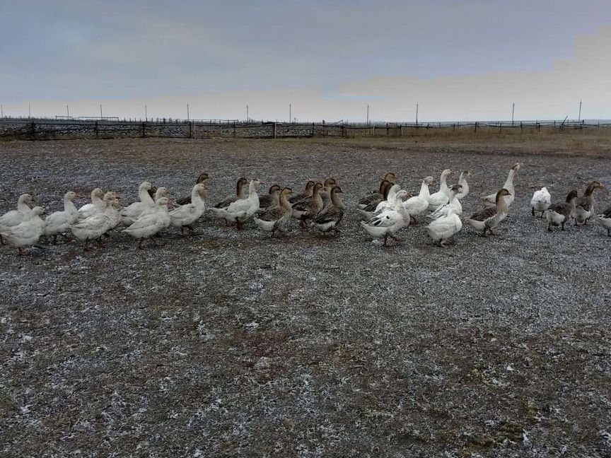 Продаются живые гуси