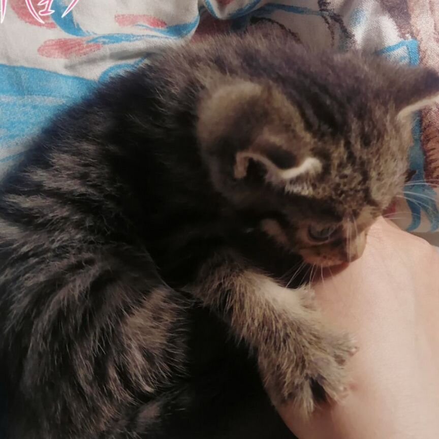 Котята в добрые руки бесплатно