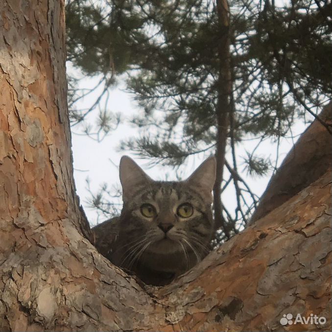 Молодая кошечка в хорошие руки
